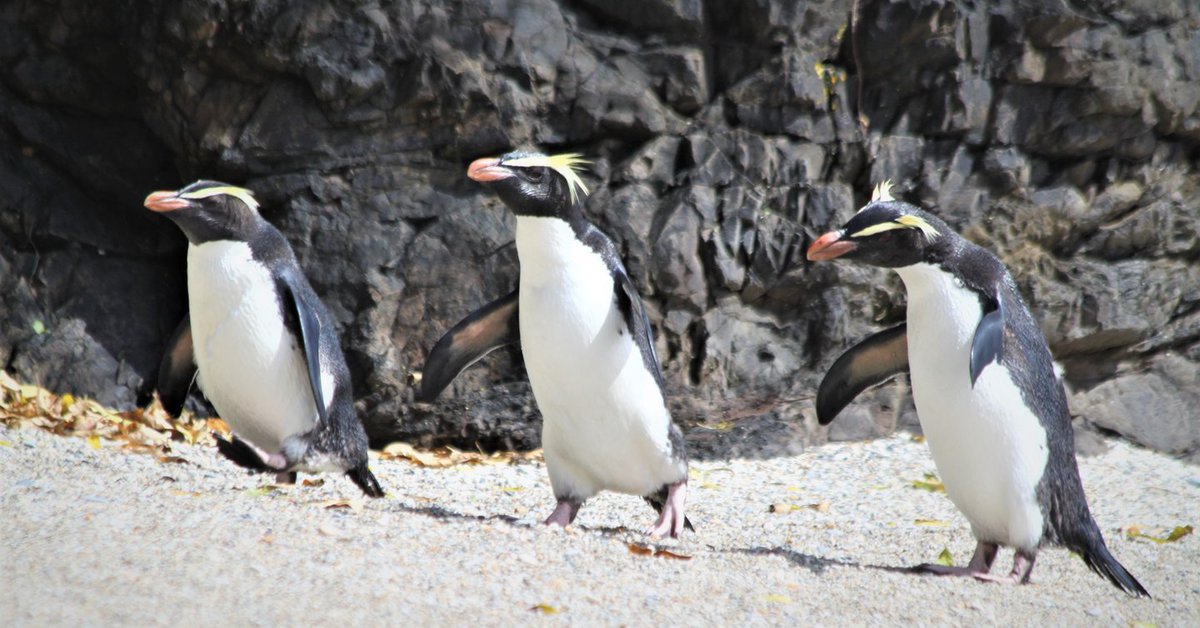 Tawaki penguin are back | West Coast NZ